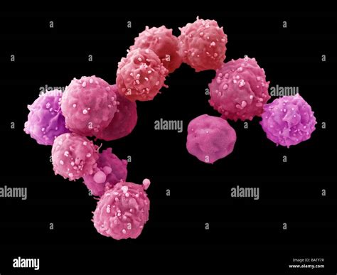 Embryonic Stem Cells Escs Coloured Scanningelectron Micrograph Sem