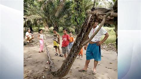 Unbelievably Huge Python Fried For Feast After Fight With Villagers In Indonesia World News