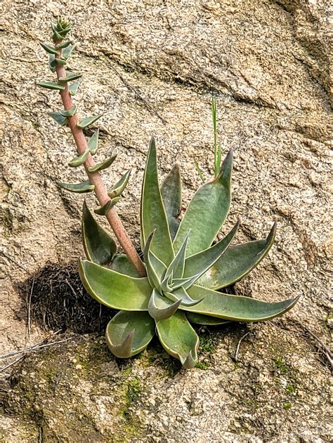 Dudleya Brittonii Brittons Dudleya Or Giant Chalk Dudleya