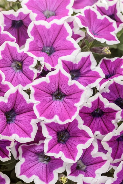 Supertunia® Hoopla® Vivid Orchid™ - Petunia hybrid | Proven Winners