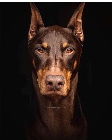 To See More Pics Of Ruby Dooby Do Doberman Pinscher