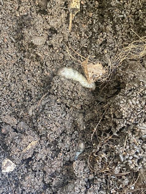What Are These White Worms R Composting