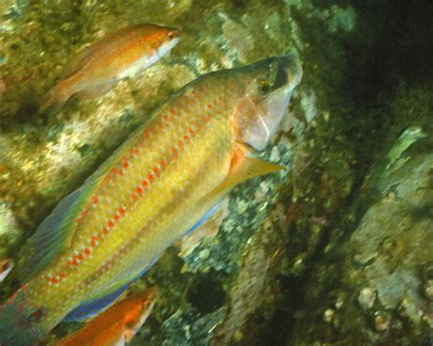 East Atlantic Peacock Wrasse Facts Diet Habitat And Pictures On