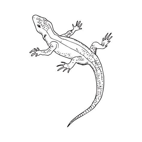 Illustration In Lizard Art Ink Style 12978959 Vector Art At Vecteezy