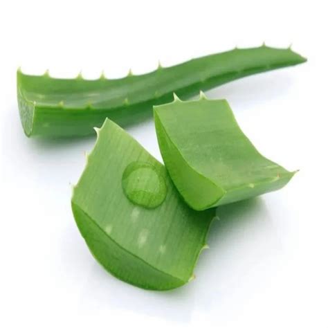Gel Herbal Aloe Vera Extract Packaging Type Loose Leaf At ₹ 600kg In Pune