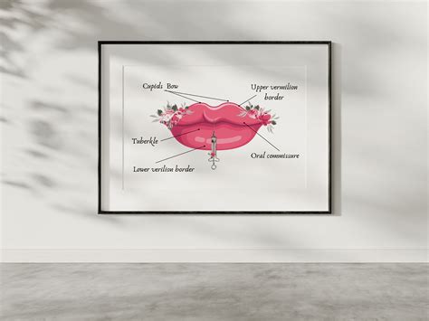 Lip Anatomy Poster For Beauty Salon And Medical Spa Esthetician Decor Plastic Surgeon T