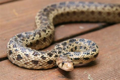 Venomous Vs Non Venomous Snakes 6 Glaring Differences