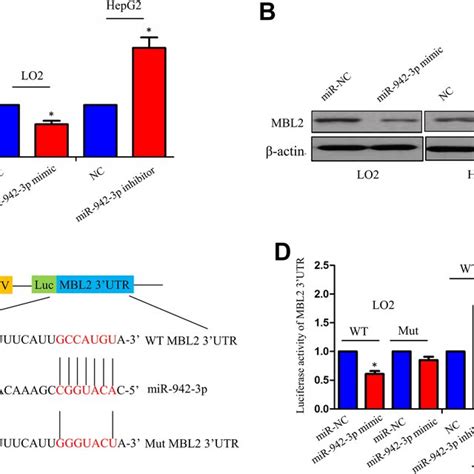 Identification Of Mannose Binding Lectin 2 Mbl2 As A Direct Target Of Download Scientific