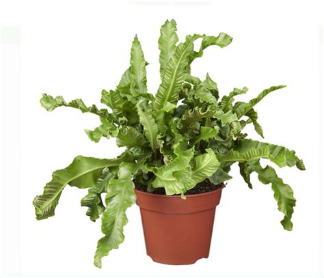 Phyllitis Scolopendrium Undulata Botanico