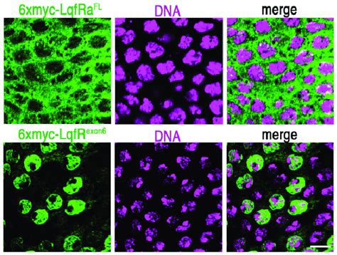 Subcellular Localization Of Myc Tagged Lqfr Proteins Confocal