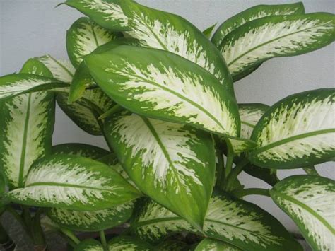 Наши комнатные растения