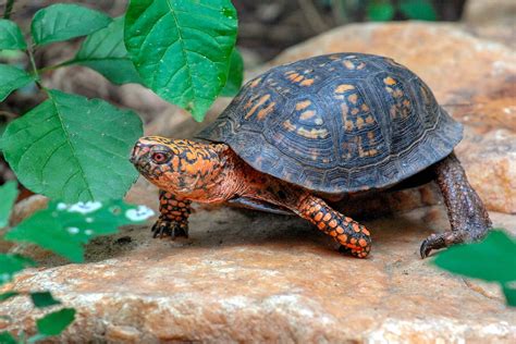 Eastern Box Turtle The Maryland Zoo Eastern Box Turtle The Maryland Zoo