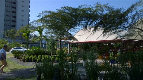 Galeria De Imagens Chusquea Paisagismo E Permacultura