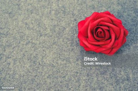 왼쪽에 복사 공간이 있는 회색 모직 배경에 빨간 장미 꽃 한 송이의 근접 촬영 기념일에 대한 스톡 사진 및 기타 이미지 기념일 꽃 식물 꽃잎 Istock