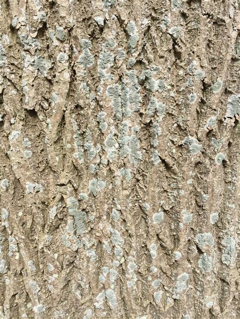 Tree Bark