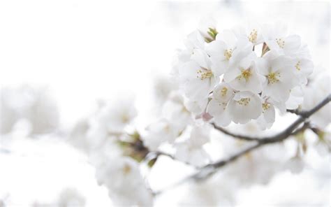 White Sakura Wallpapers Top Free White Sakura Backgrounds