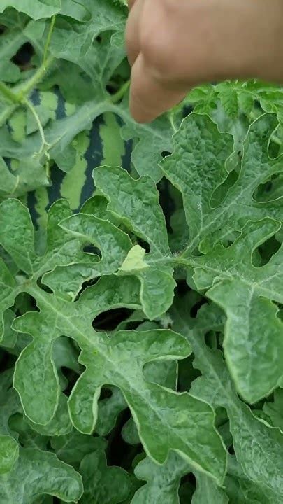 94세 윗집할머니 수박밭 Youtube