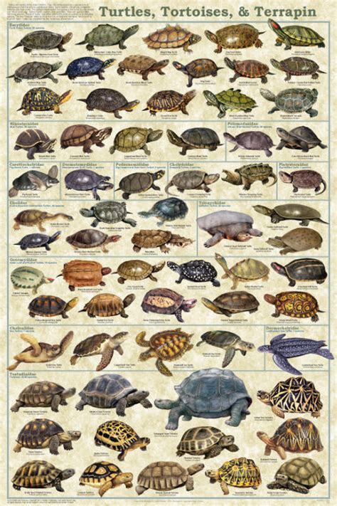 Feenixx Publishing Educational And Hobby Posters