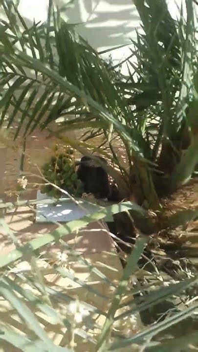 ছোট খেজুর গাছ Youtube