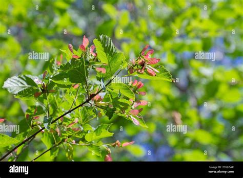 A Maple Tree Branch With Vibrant Pink Samaras Among Lush Green Leaves Illuminated By Sunlight