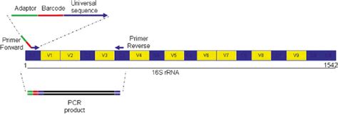 Conserved And Hypervariable Regions In The 16s Rrna Gene The Download Scientific Diagram