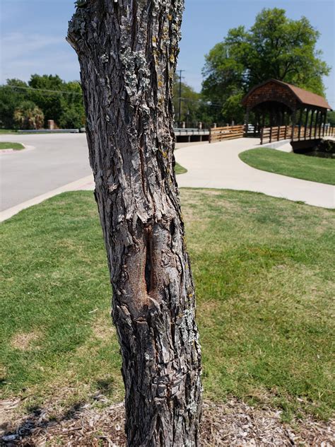 This Female Tree R Mildlyvagina