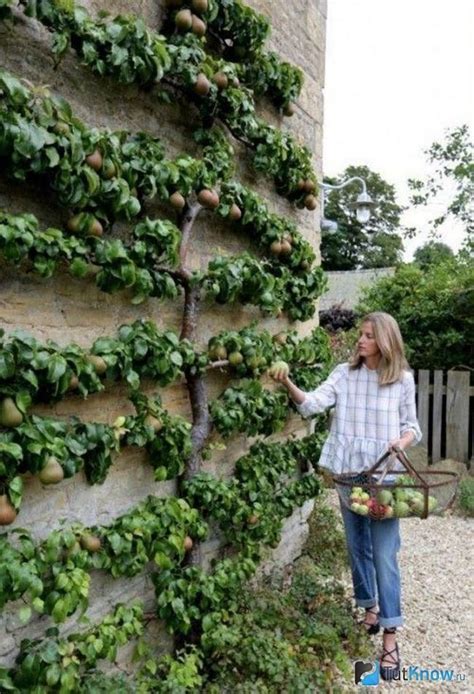 Благоустройство дачного участка своими руками фото Unique Garden Decor Fruit Garden Garden