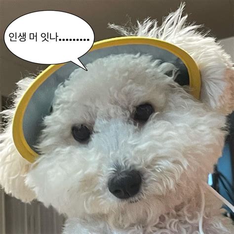 강아지 말풍선 짤 하찮은 짤 강아지 말풍선