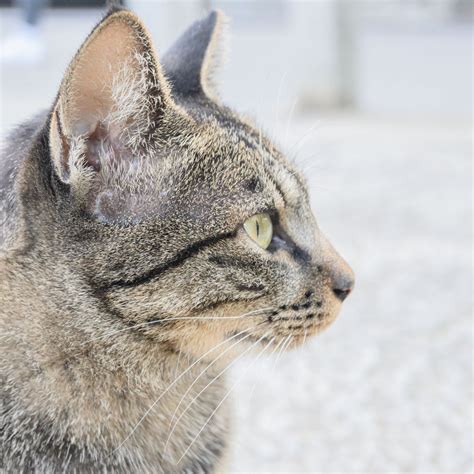 先斗町公園のねこ GANREF