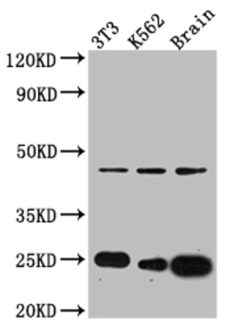 Invitrogen Cdc42 Recombinant Rabbit Monoclonal Antibody 3c3 100 μl
