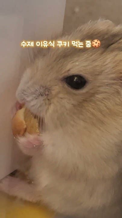 쪼꼬미 이유식 쿠키 먹는 햄찌🐹🍪 드워프햄스터 햄찌 햄스터 귀여움주의 이유식쿠키 햄스터간식 Youtube