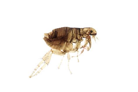 How To Get Rid Of Fleas