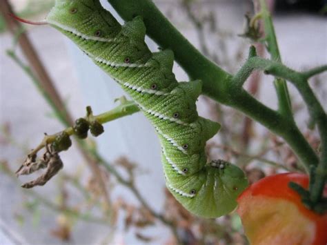 What Is Eating Holes In Your Tomatoes Causes And Solutions