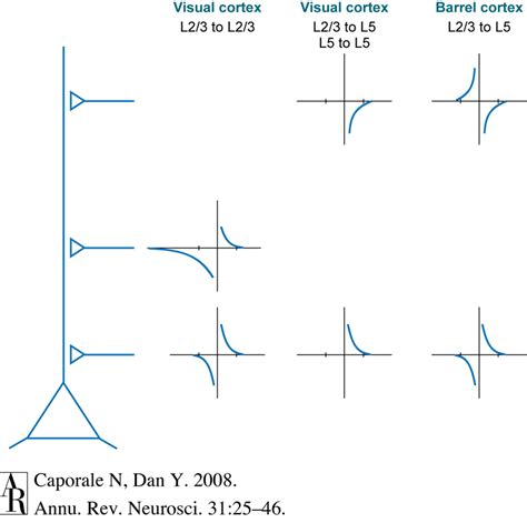 Dependence Of Stdp On Dendritic Location Download Scientific Diagram