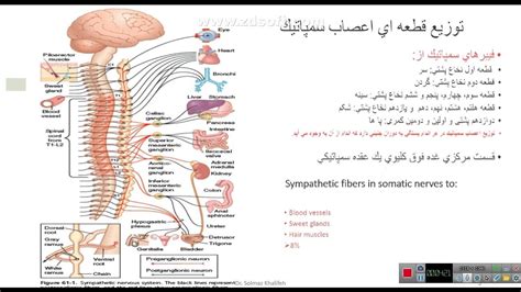 فصل ۶۱ فیزیولوژی گایتون قسمت ۱،سیستم اتونوم، سمپاتیک و پاراسمپاتیک
