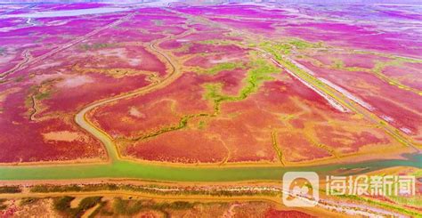 见证光影里的新中国丨红海滩盐地碱蓬绽放出鲜艳的红色 新浪新闻