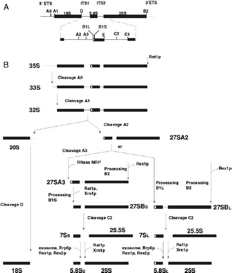 Pre Rrna Processing In Saccharomyces Cerevisiae A Structure Of The