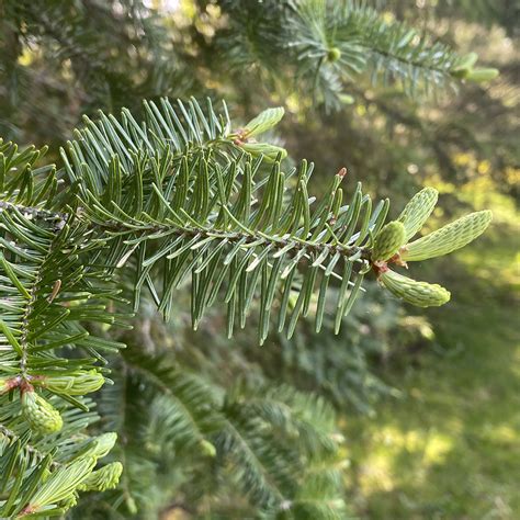 Balsam Fir Ontario Ca