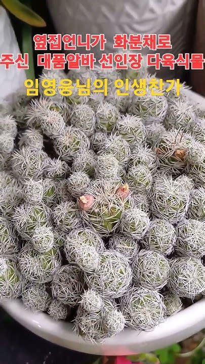 알바선인장다육식물신랑왈밥그릇에담긴게제일이쁘다 Youtube