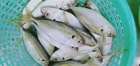 FROZEN YELLOW STRIPE TREVALLY WHOLE ROUND BASEAFOOD