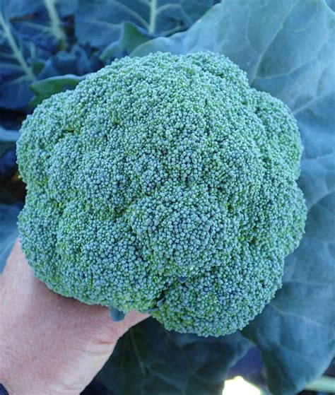 High Quality Vegetable Varieties To Maximise Yield Performance Sakata Vegetables Europe