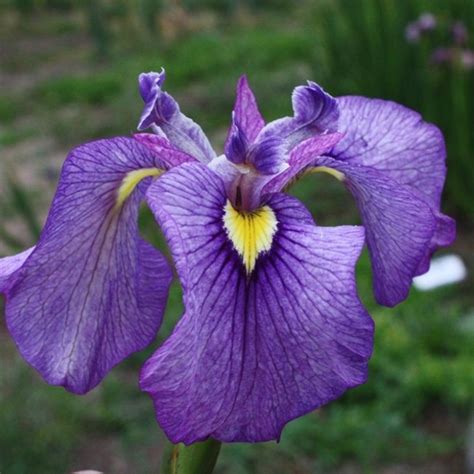 Iris Pseudata Shiryukyo Barerooted