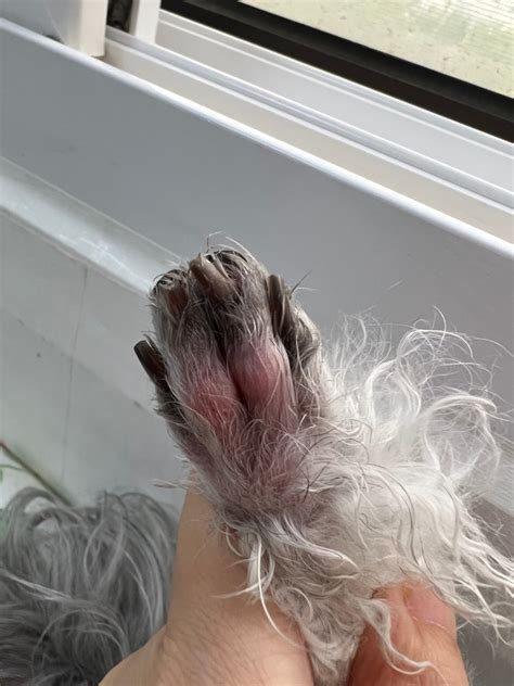 강아지가 발을 자꾸 핥아요 지식in