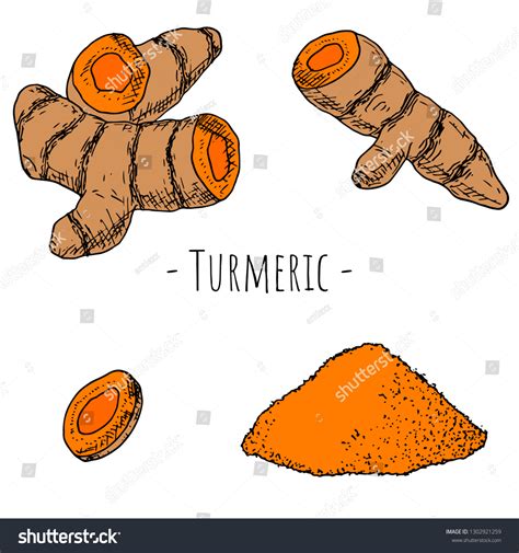 Hand Drawn Turmeric Root Turmeric Powder Vector Stock Vector Royalty