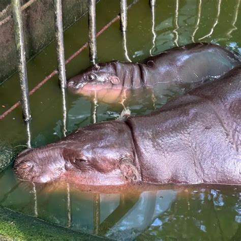 🦛 รวม Meme หมูเด้ง รอบเช้านี้ นี่แค่ชั่วโมงเดียวนะ Moodeng แกลเลอรี