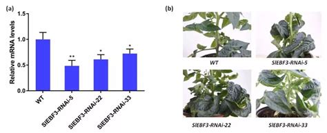 四川大学刘明春课题组发现调控番茄果实成熟的新基因 搜狐大视野 搜狐新闻