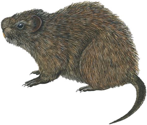 Greater Cane Rat Algorithm Gcra A Nature Inspired Metaheuristic For Optimization Problems