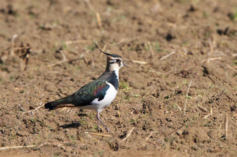 綺麗な鳥さんですねタゲリ GANREF