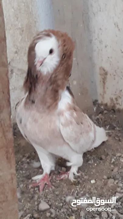 حمام زينة للبيع انواع مختلفة ب أفضل الاسعار 226966060 السوق المفتوح