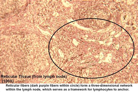 Reticular Tutorial Histology Atlas For Anatomy And Physiology